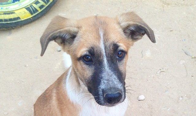 Baladi dogs: A case for animal welfare – Angela K. Evans